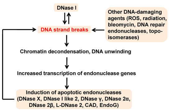 DNase I Induces Other Endonucleases in Kidney Tubular Epithelial Cells ...