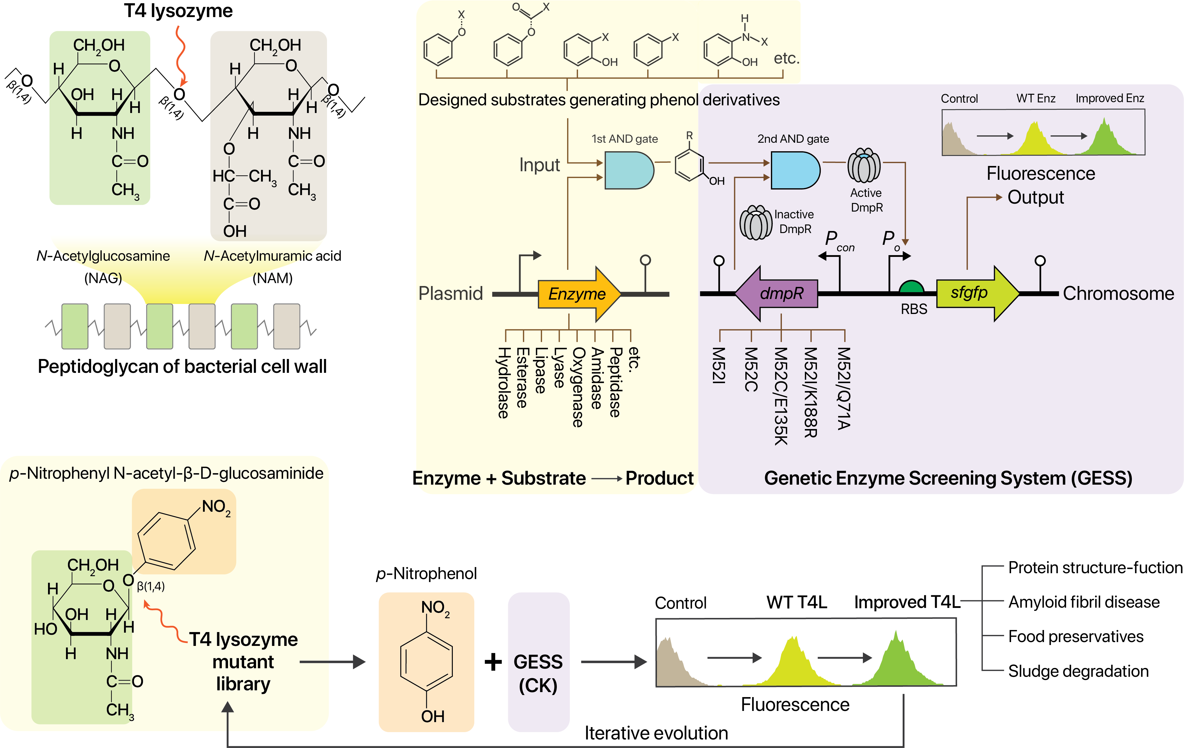 IJMS | Free Full-Text | Genetically Encoded Biosensor-Based Screening ...