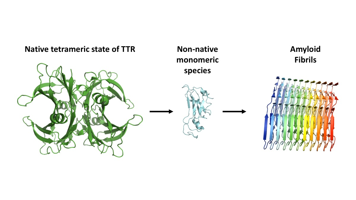 IJMS | Free Full-Text | Transthyretin Stabilization: An Emerging ...