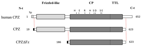 Substrate Specificity and Structural Modeling of Human Carboxypeptidase ...