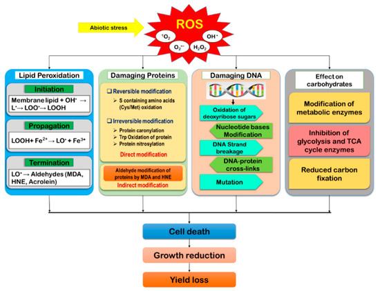 Regulation of ROS Metabolism in Plants under Environmental Stress: A ...