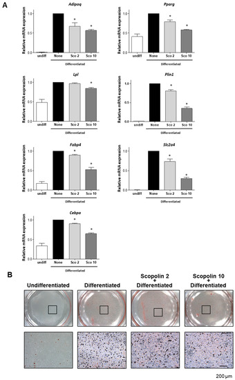 Scopolin Prevents Adipocyte Differentiation in 3T3-L1 Preadipocytes and ...