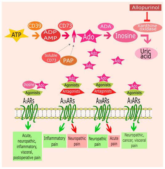 Targeting Adenosine Receptors: A Potential Pharmacological Avenue for ...