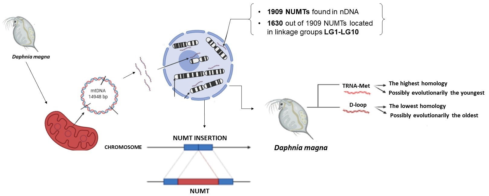 IJMS | Free Full-Text | Identification of Mitochondrial DNA (NUMTs) in ...