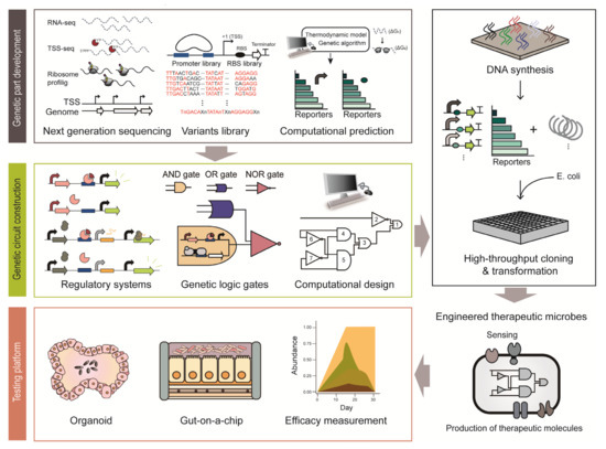 Synthetic Biology Approaches in the Development of Engineered ...