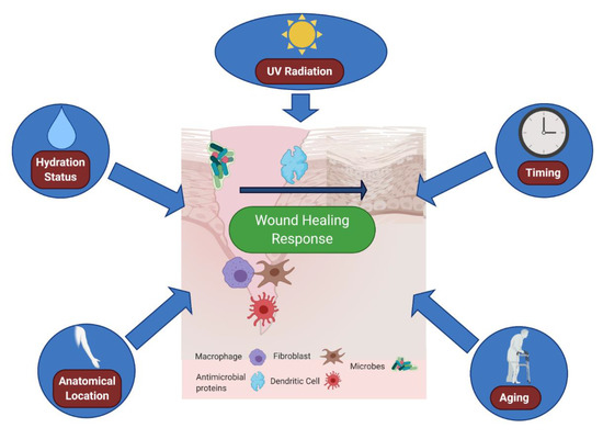The Cutaneous Wound Innate Immunological Microenvironment