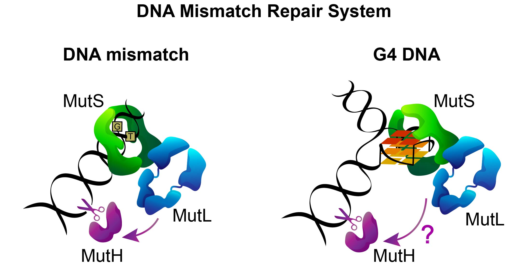 IJMS | Free Full-Text | Responses of DNA Mismatch Repair Proteins to a ...