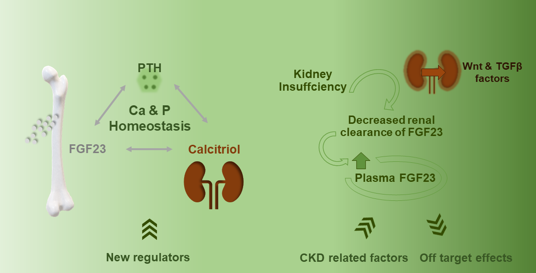 IJMS | Free Full-Text | New Aspects of the Kidney in the Regulation of ...