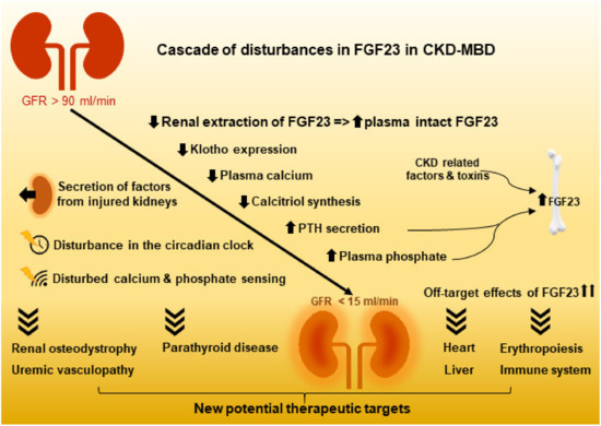 New Aspects of the Kidney in the Regulation of Fibroblast Growth Factor ...