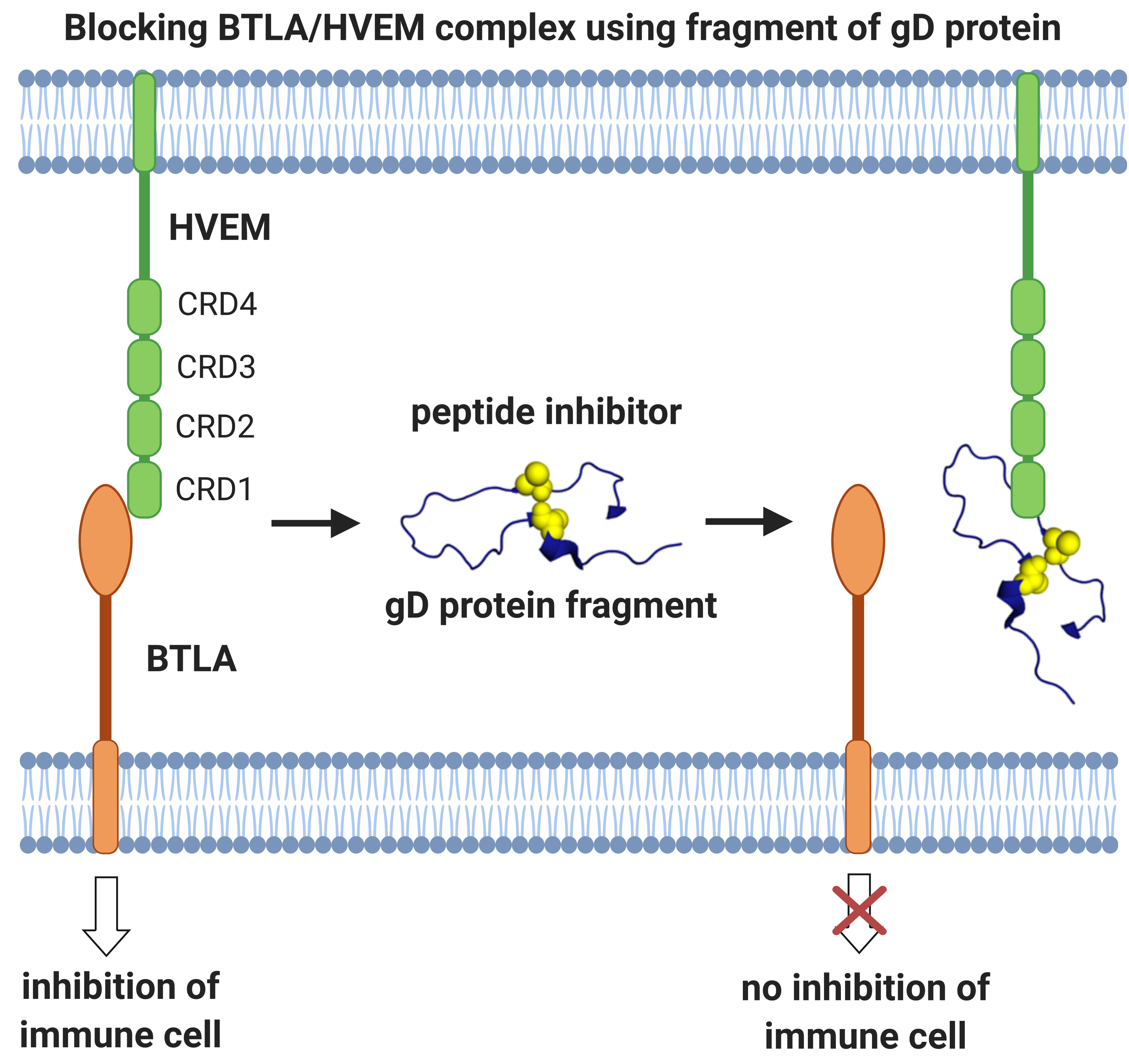 IJMS | Free Full-Text | Fragments of gD Protein as Inhibitors of BTLA ...