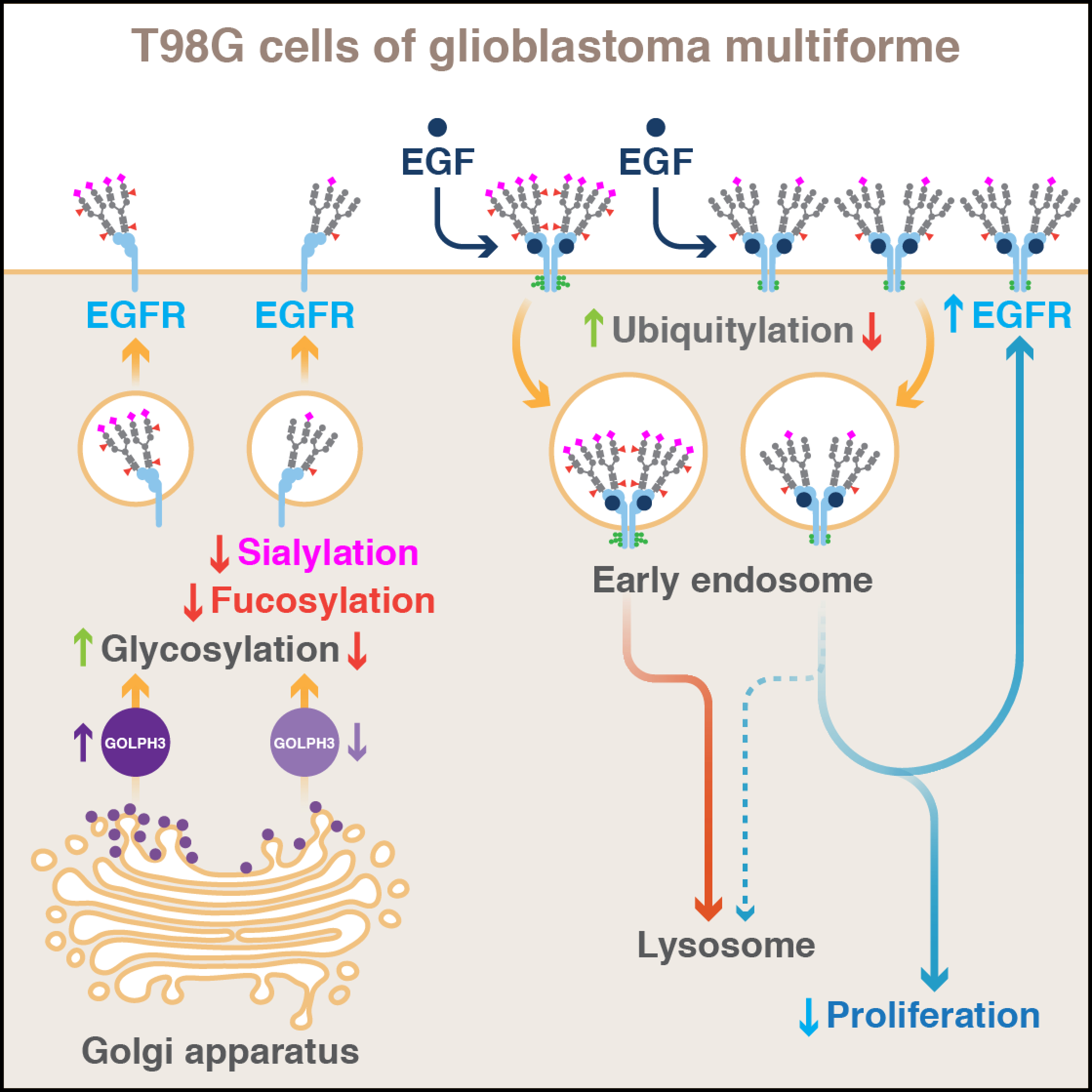 IJMS | Free Full-Text | GOLPH3 Regulates EGFR in T98G Glioblastoma ...