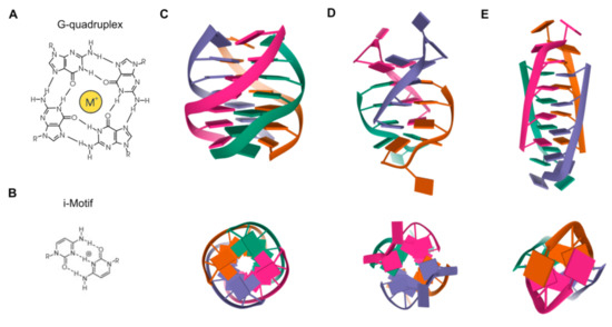 An Updated Focus on Quadruplex Structures as Potential Therapeutic ...