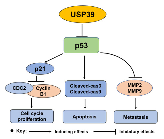 Knocking down USP39 Inhibits the Growth and Metastasis of Non-Small ...