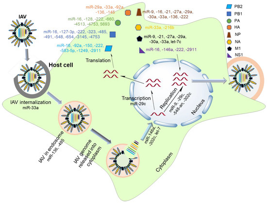 Role of microRNA and Oxidative Stress in Influenza A Virus Pathogenesis