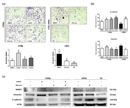 Leptin Modulates the Metastasis of Canine Inflammatory Mammary ...