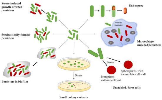 Bacterial Persister-Cells and Spores in the Food Chain: Their Potential ...