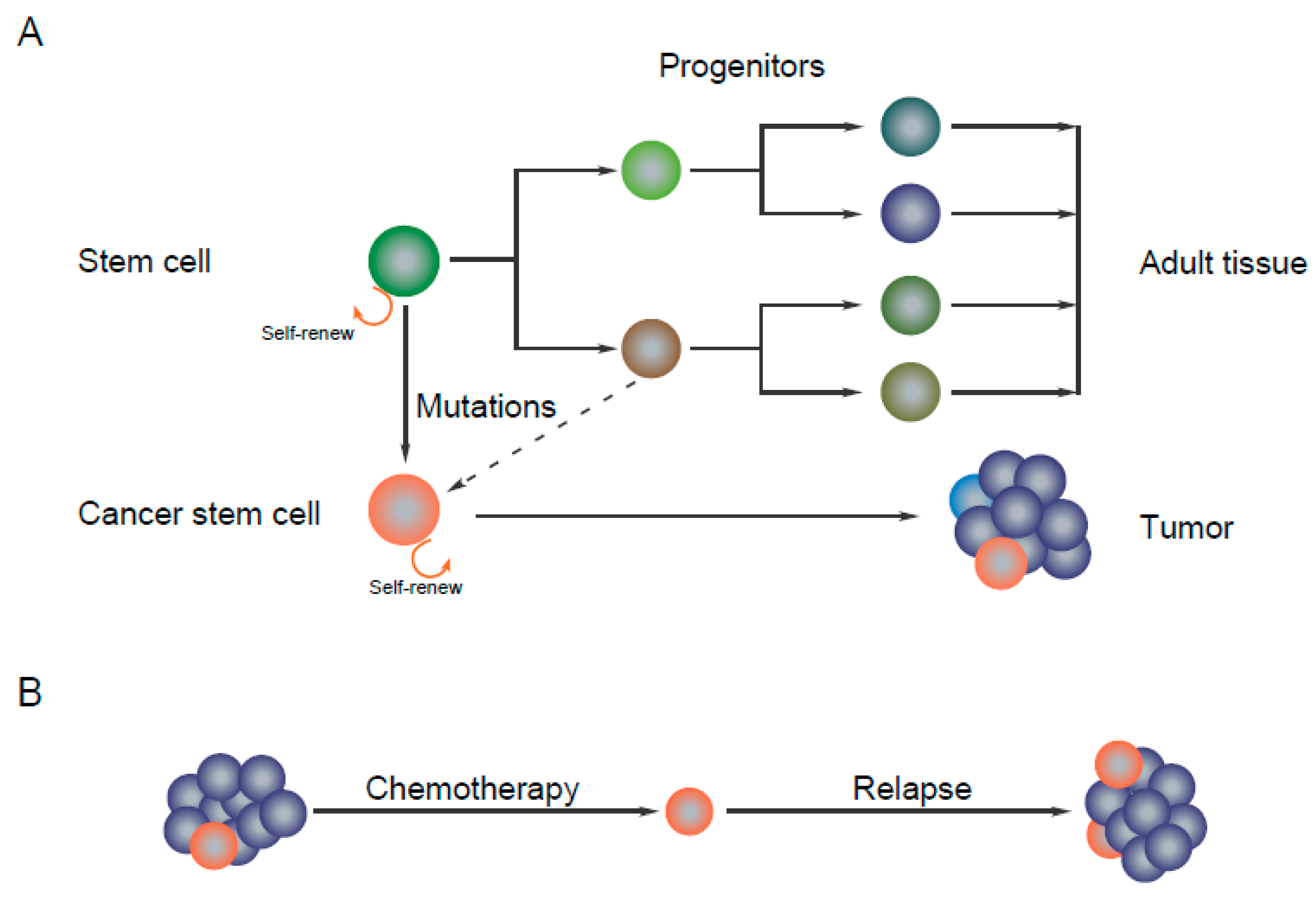Mechanisms of Anticancer Therapy Resistance: The Role of Cancer Stem Cells