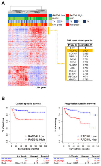 E2F1 Promotes Progression of Bladder Cancer by Modulating RAD54L ...