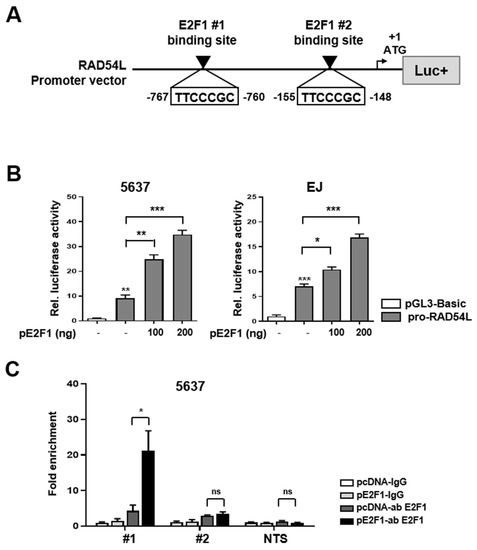 E2F1 Promotes Progression of Bladder Cancer by Modulating RAD54L ...