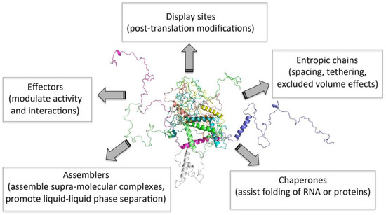 Liquid–Liquid Phase Separation by Intrinsically Disordered Protein ...