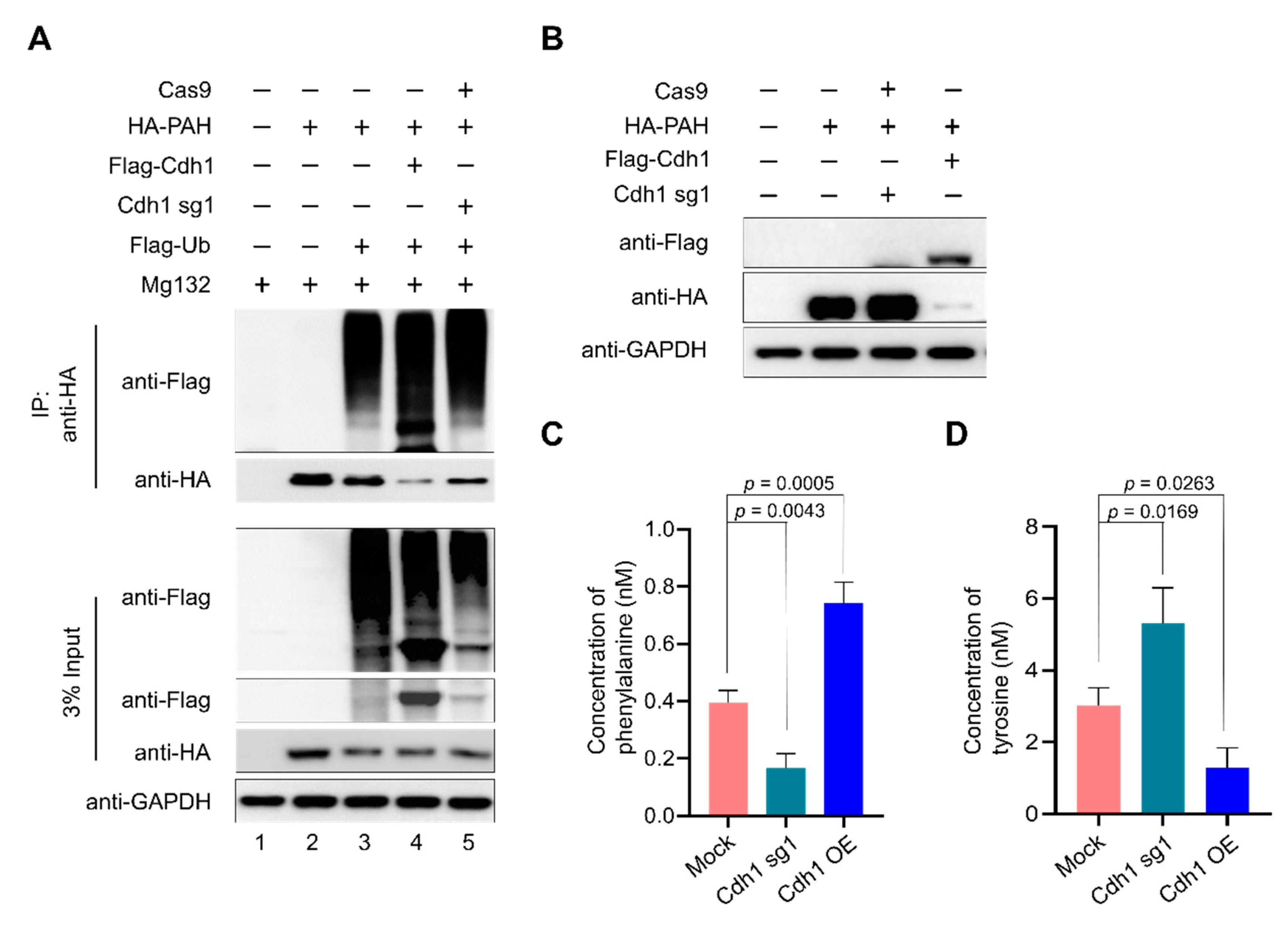 E3 Ubiquitin Ligase APC/CCdh1 Regulation of Phenylalanine Hydroxylase ...