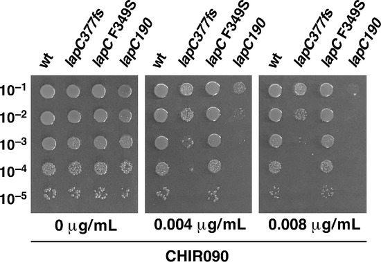 Regulation of the First Committed Step in Lipopolysaccharide ...