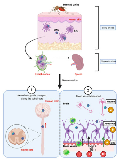 Molecular Determinants of West Nile Virus Virulence and Pathogenesis in ...