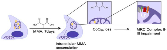 The Effect of Methylmalonic Acid Treatment on Human Neuronal Cell ...