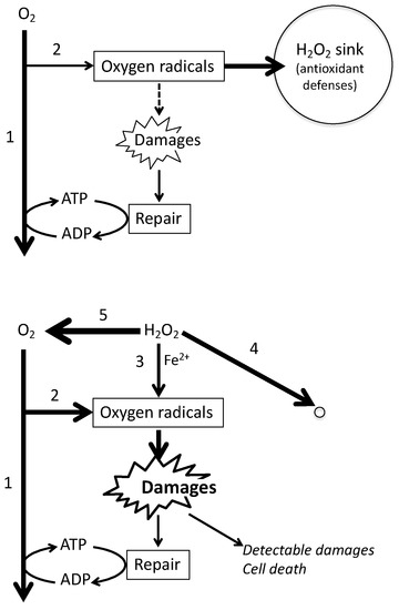 Use of H2O2 to Cause Oxidative Stress, the Catalase Issue