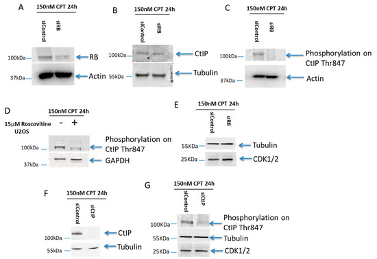 RB Regulates DNA Double Strand Break Repair Pathway Choice by Mediating ...
