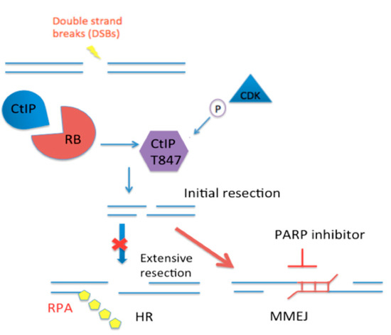 Ijms Free Full Text Rb Regulates Dna Double Strand Break Repair
