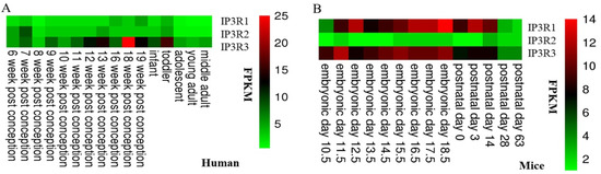 IP3R Channels in Male Reproduction