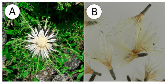 Morphological, Anatomical, and Phytochemical Studies of Carlina acaulis ...