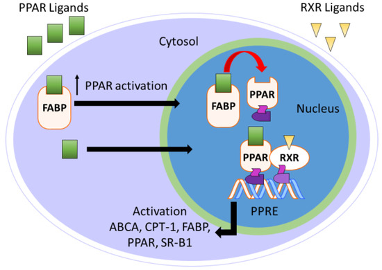Small-Molecule Modulation of PPARs for the Treatment of Prevalent ...