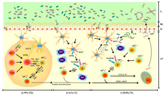 Secretory IgA in Intestinal Mucosal Secretions as an Adaptive Barrier ...