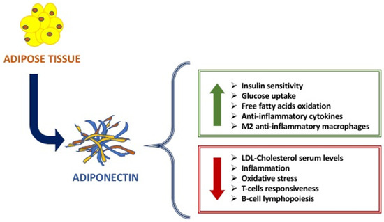 IJMS | Free Full-Text | Adiponectin Role in Neurodegenerative Diseases ...