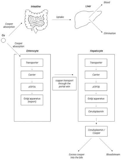 Copper Dyshomeostasis in Neurodegenerative Diseases—Therapeutic ...