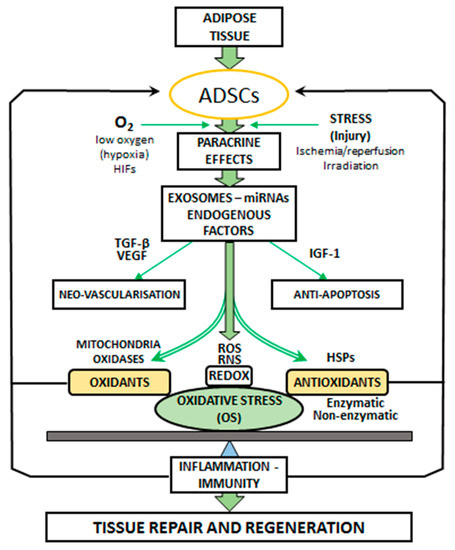 The Crosstalk of Adipose-Derived Stem Cells (ADSC), Oxidative Stress ...