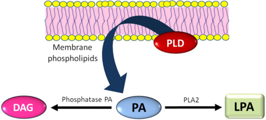 Enhancement in Phospholipase D Activity as a New Proposed Molecular ...