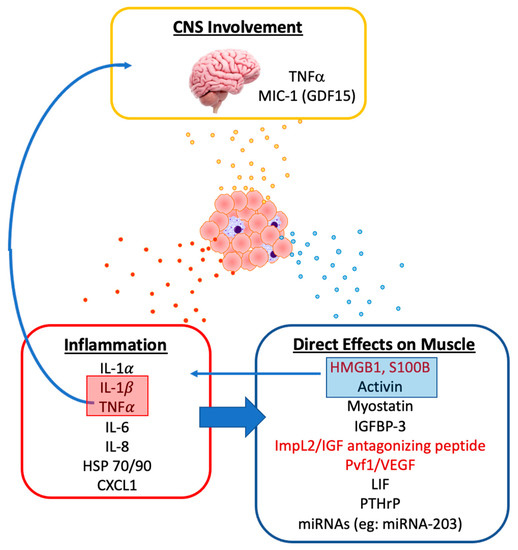 IJMS | Free Full-Text | Cancer-Associated Muscle Wasting—Candidate ...