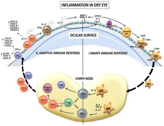 Defining Dry Eye from a Clinical Perspective