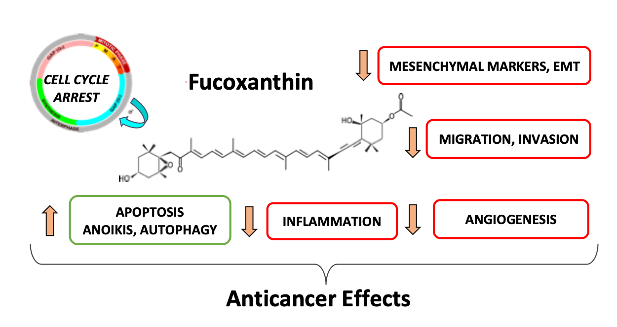 IJMS | Free Full-Text | Fucoxanthin, a Marine-Derived Carotenoid from ...