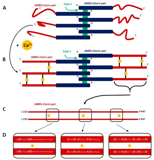 Characterization of AMBN I and II Isoforms and Study of Their Ca2 ...