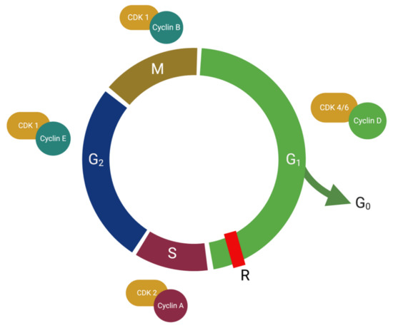 IJMS | Free Full-Text | Policing Cancer: Vitamin D Arrests the Cell Cycle
