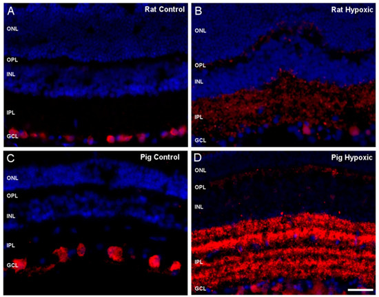 Differential Distribution of RBPMS in Pig, Rat, and Human Retina after ...