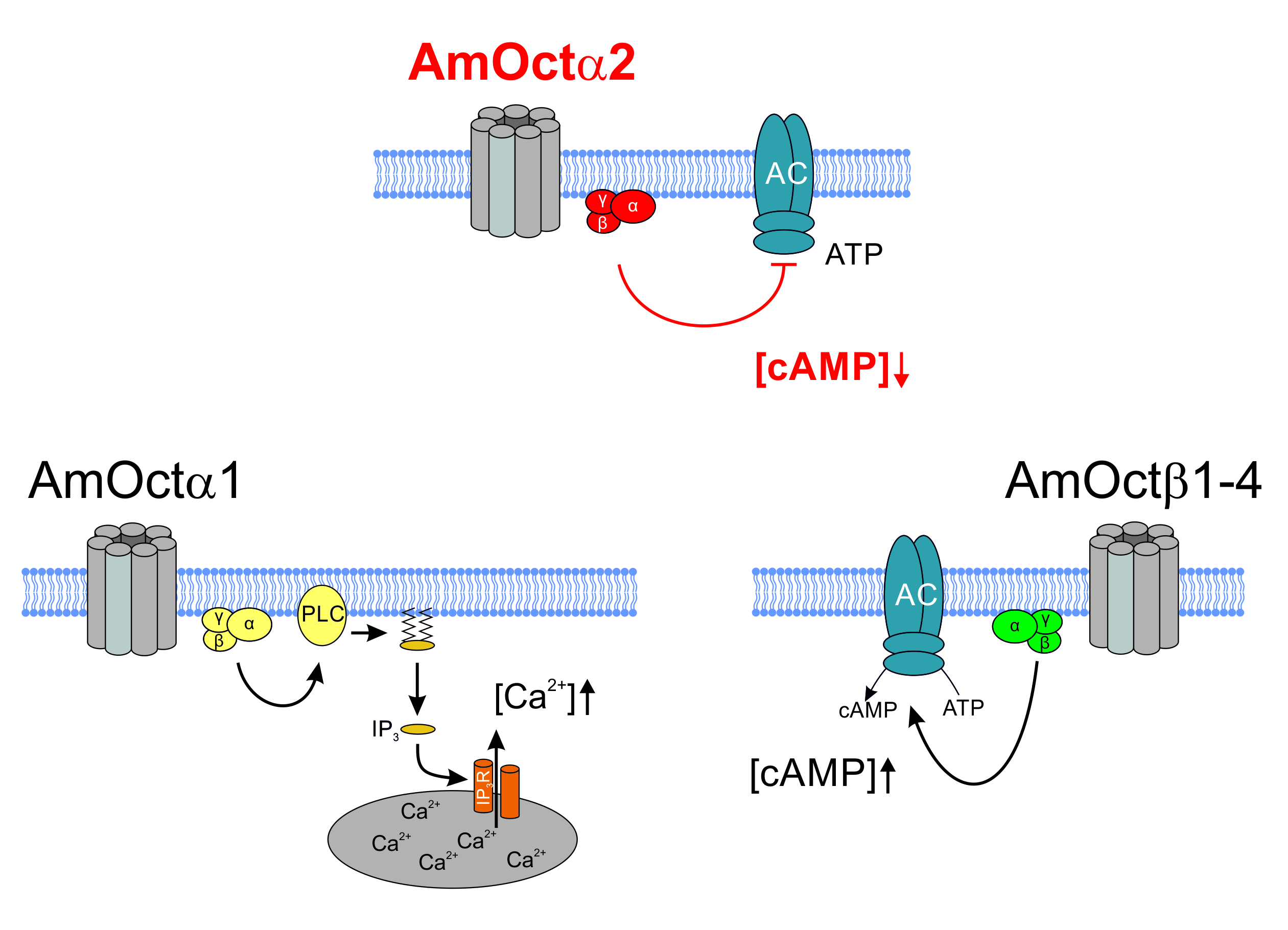 IJMS | Free Full-Text | AmOctα2R: Functional Characterization of a ...