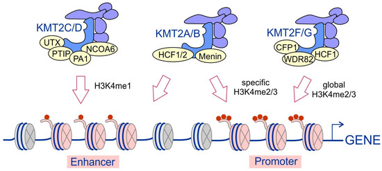 Aberrant Activity of Histone–Lysine N-Methyltransferase 2 (KMT2 ...