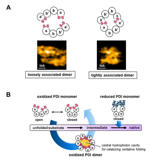 PDI Family Members as Guides for Client Folding and Assembly