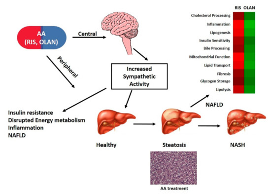 Understanding Mechanisms Underlying Non-Alcoholic Fatty Liver Disease ...