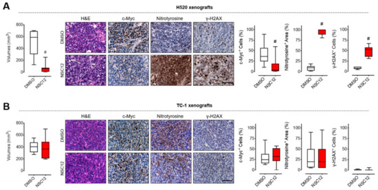 Inhibition of the FGF/FGFR System Induces Apoptosis in Lung Cancer ...